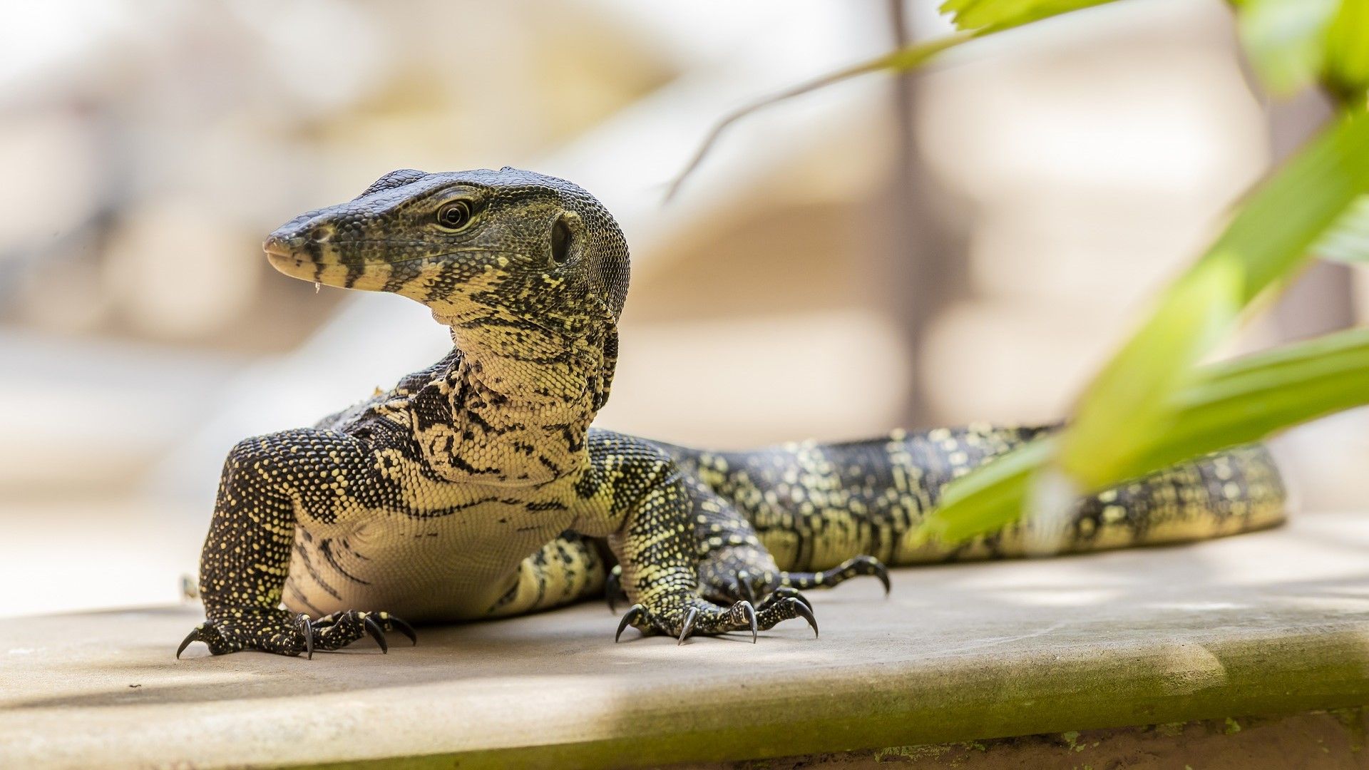 Reptiles en Venta | Tienda de Reptiles