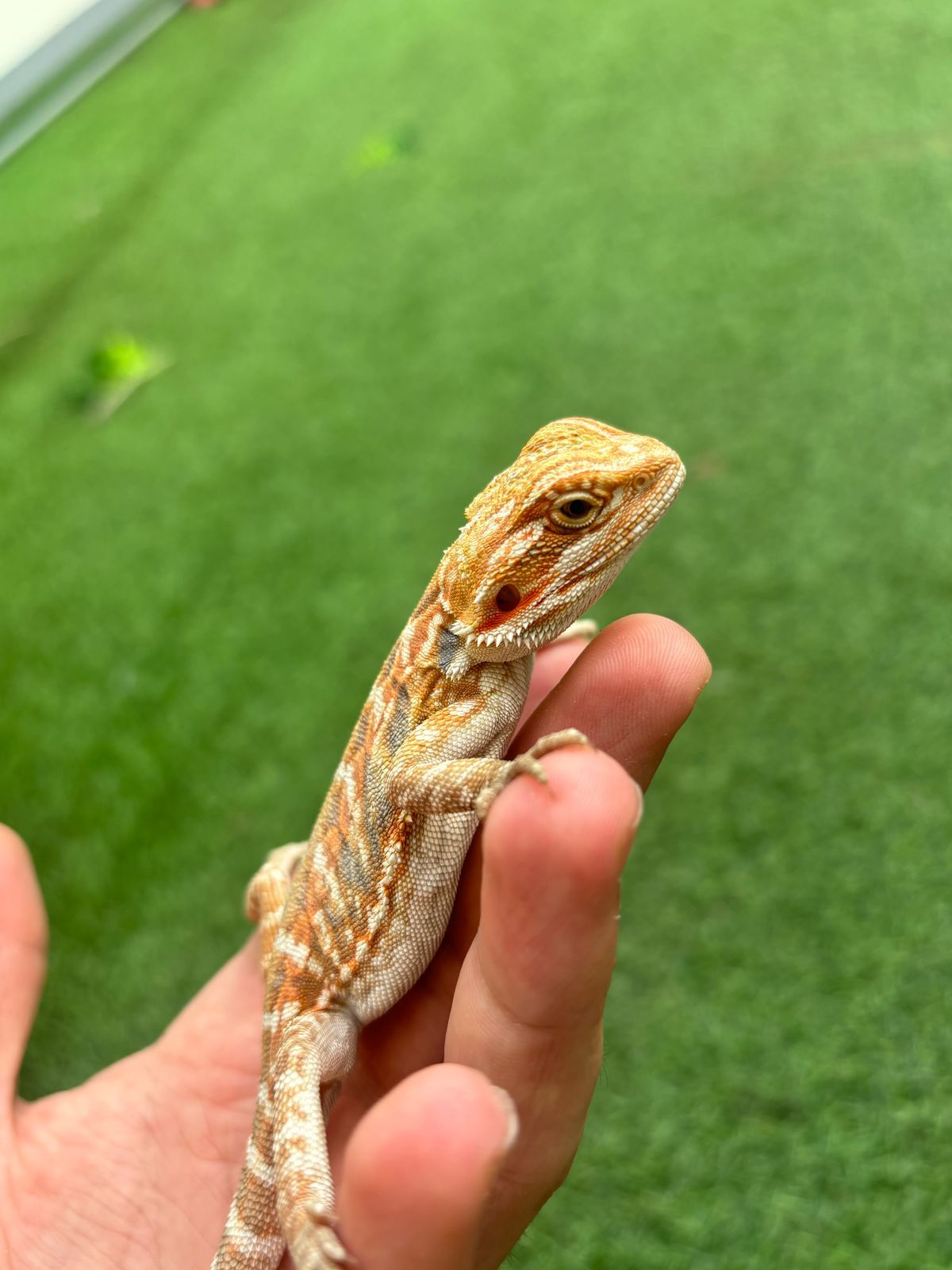 Reptiles en Venta | Tienda de Reptiles