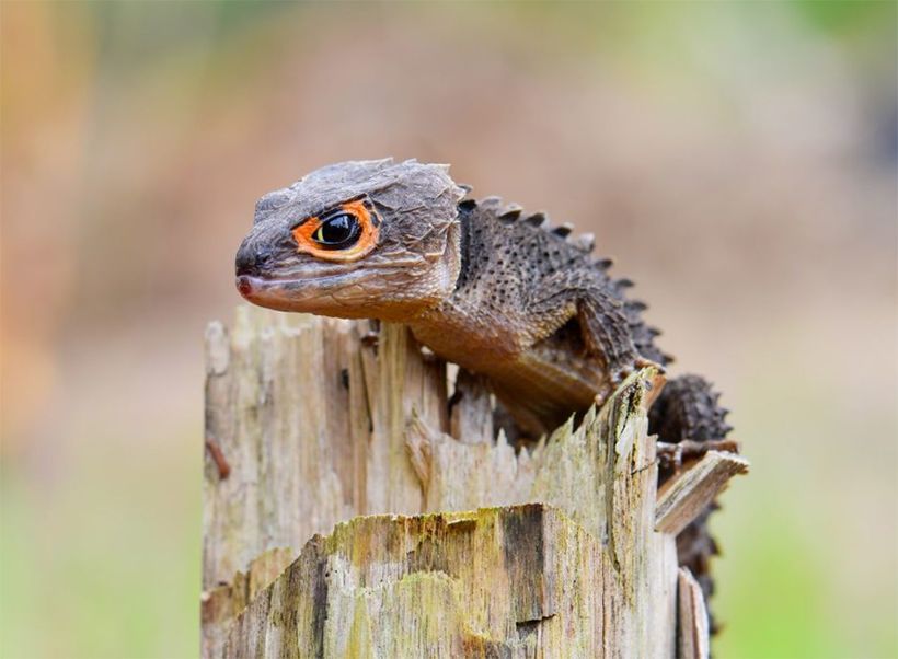Venta de Reptiles en Xalapa | Tienda