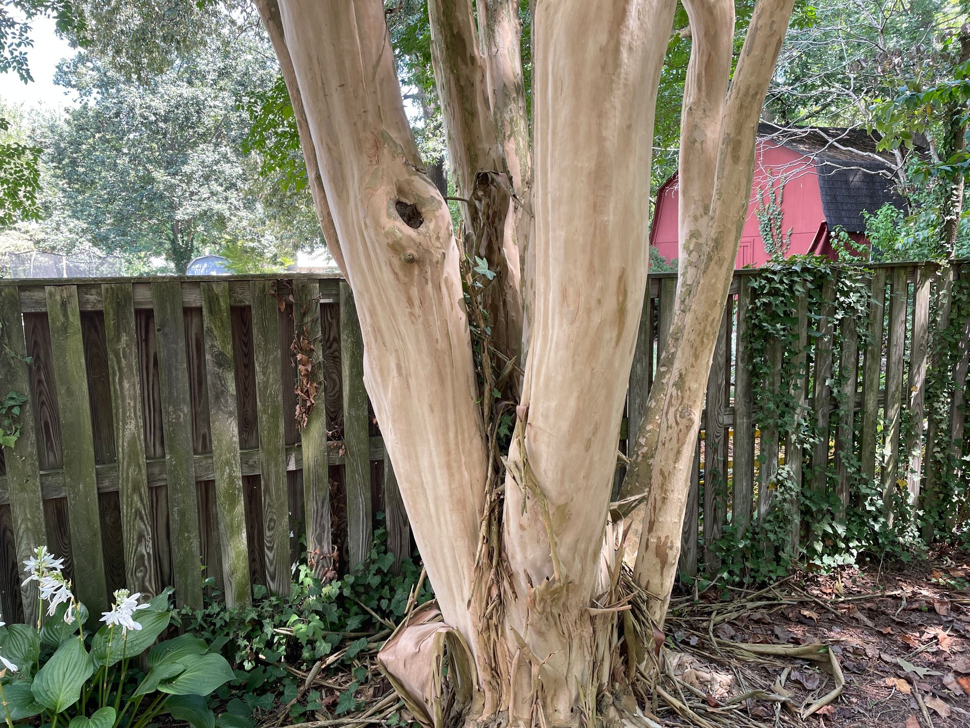 Bark Shedding: Is Your Crepe Myrtle in Trouble?