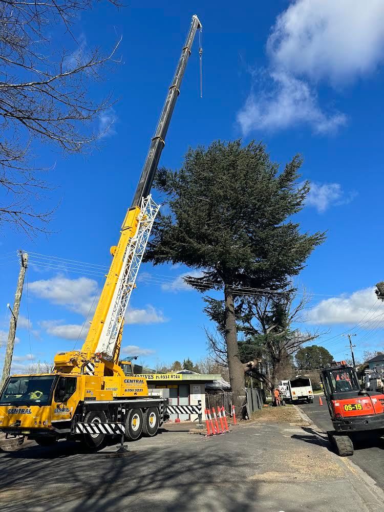 Photo Gallery | Central West NSW | OS Trees