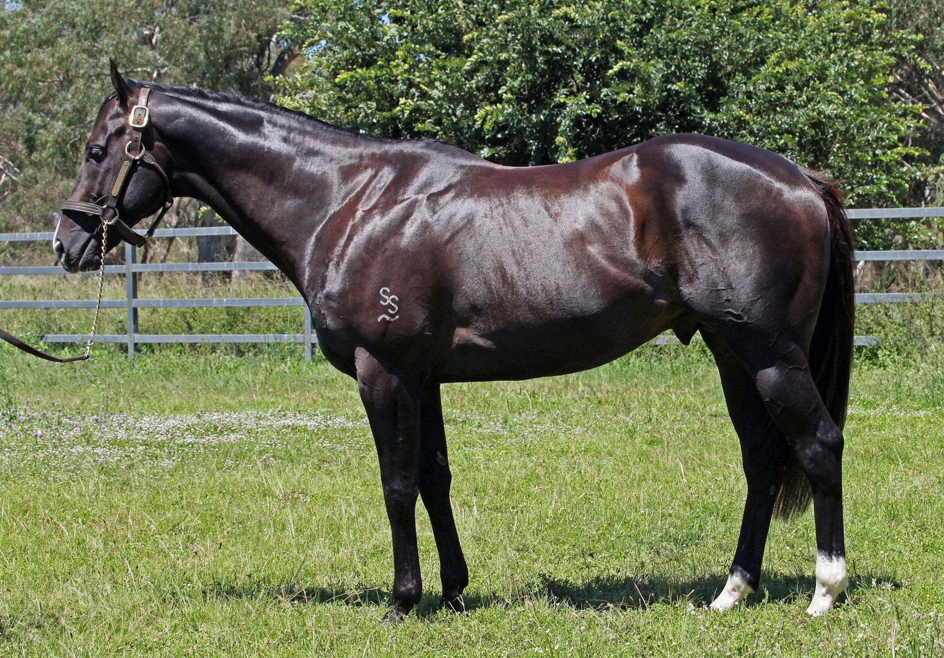 Qld Stallion Pedigrees - Thoroughbred Breeders Queensland Association