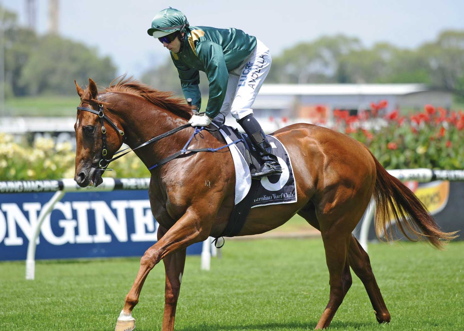 Qld Stallion Pedigrees - Thoroughbred Breeders Queensland Association