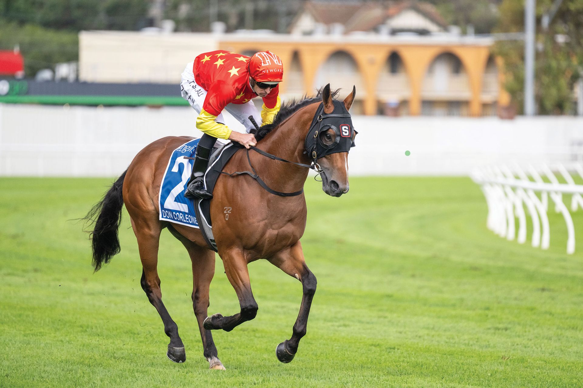 Qld Stallion Pedigrees - Thoroughbred Breeders Queensland Association