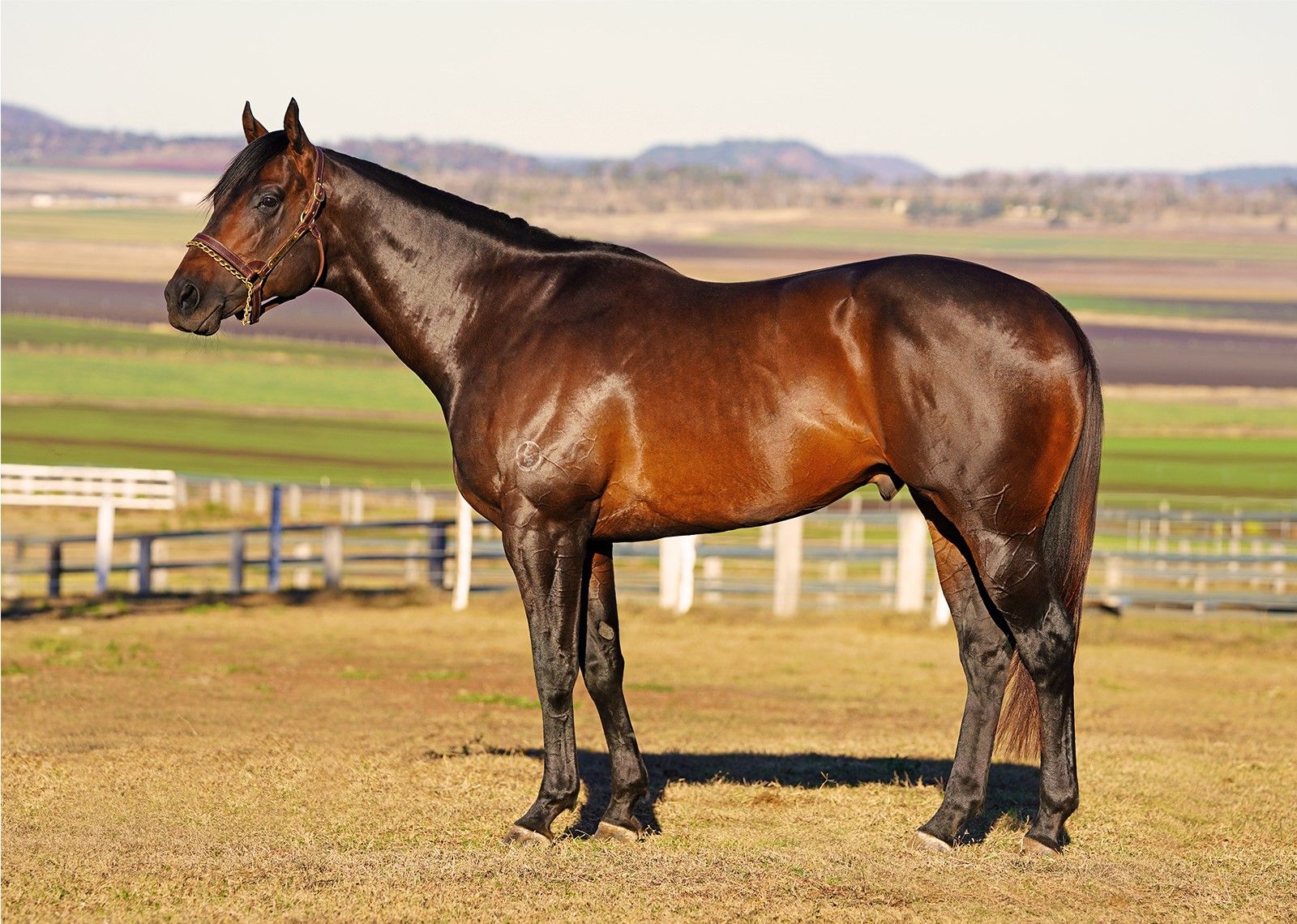 Qld Stallion Pedigrees - Thoroughbred Breeders Queensland Association