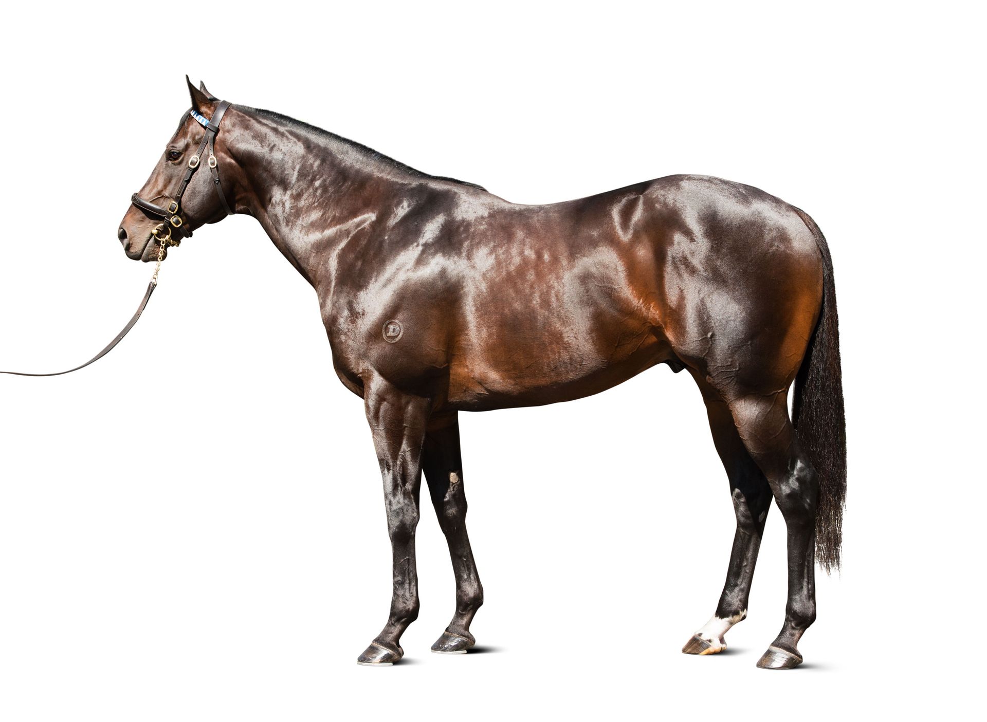 Qld Stallion Pedigrees - Thoroughbred Breeders Queensland Association