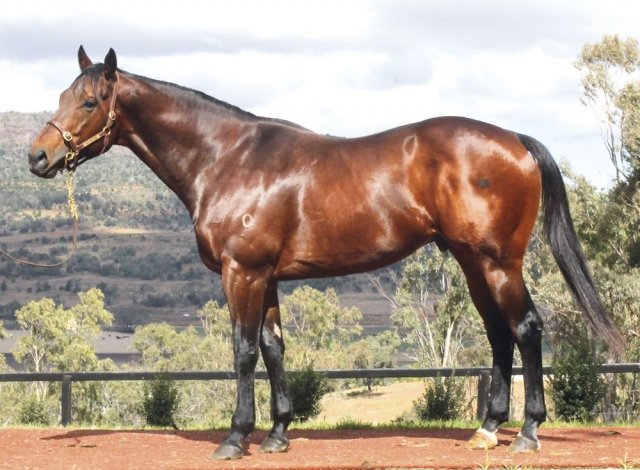 Qld Stallion Pedigrees - Thoroughbred Breeders Queensland Association