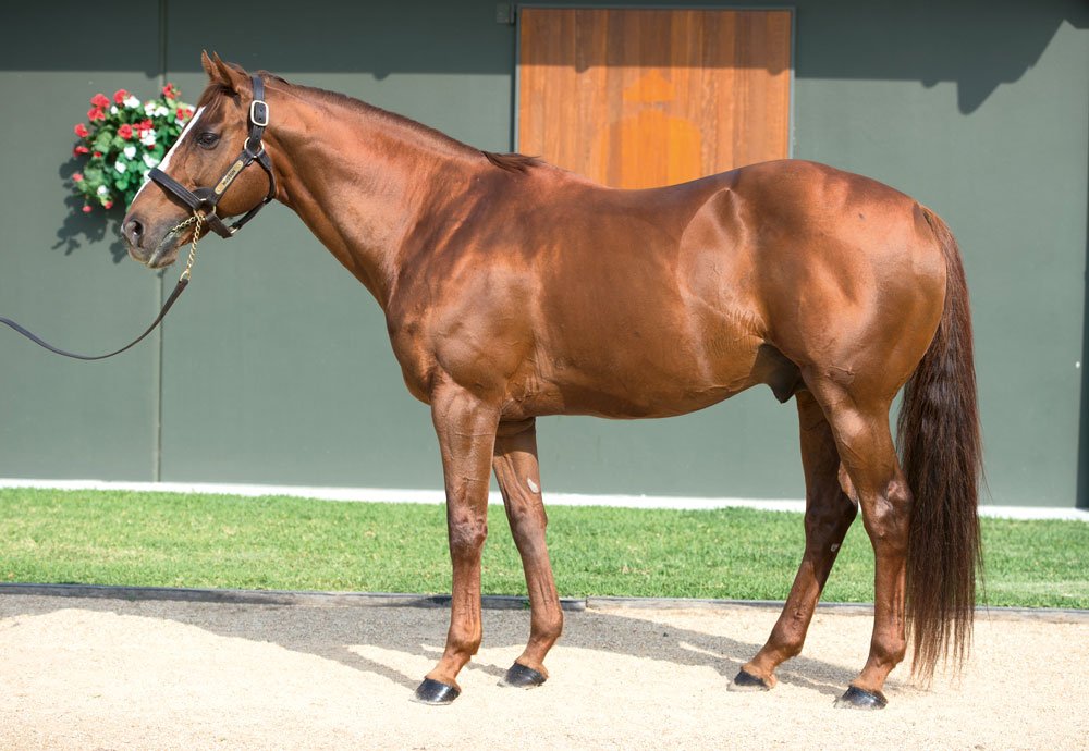 Qld Stallion Pedigrees - Thoroughbred Breeders Queensland Association