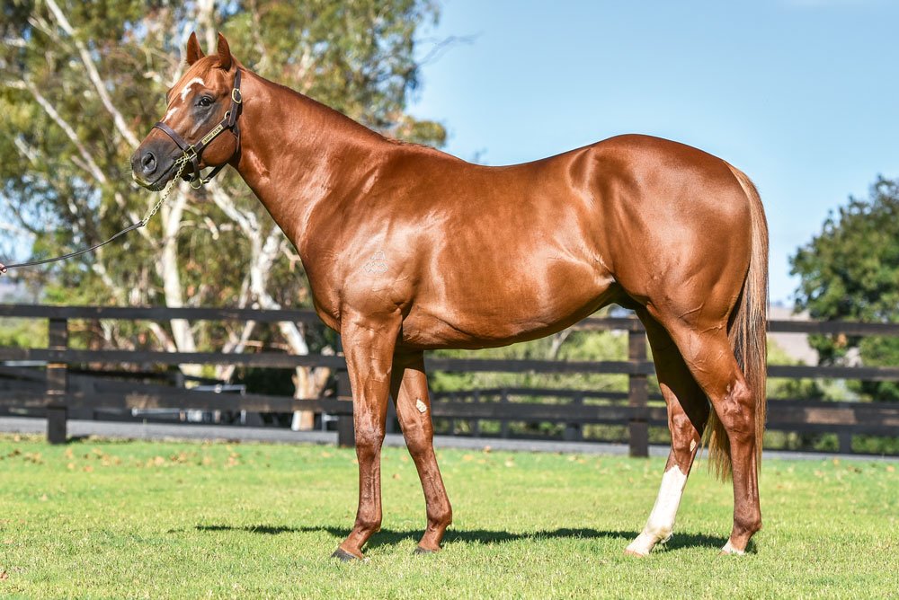 Qld Stallion Pedigrees - Thoroughbred Breeders Queensland Association