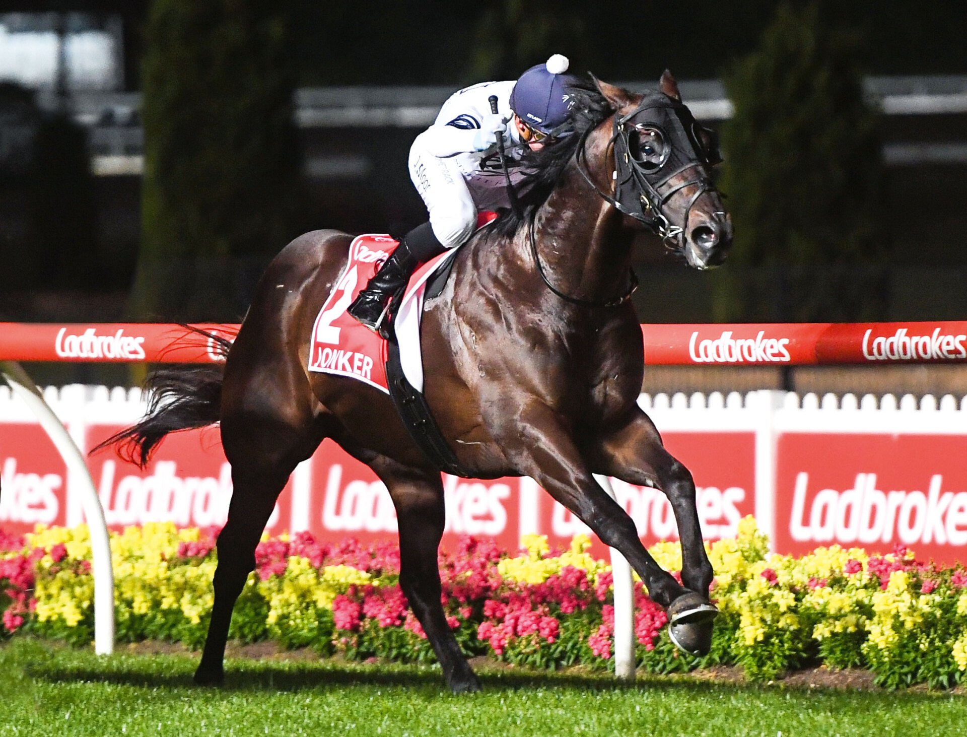 Qld Stallion Pedigrees - Thoroughbred Breeders Queensland Association