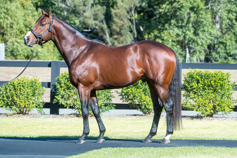 Qld Stallion Pedigrees - Thoroughbred Breeders Queensland Association