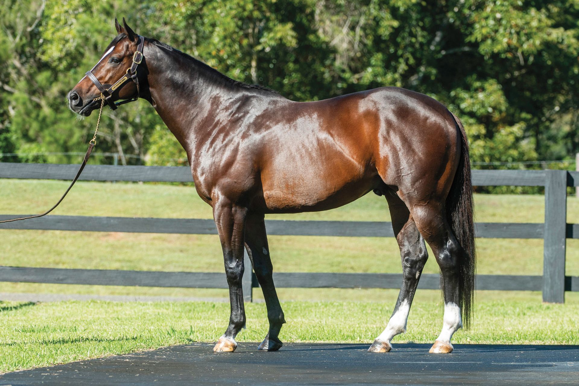 Qld Stallion Pedigrees - Thoroughbred Breeders Queensland Association