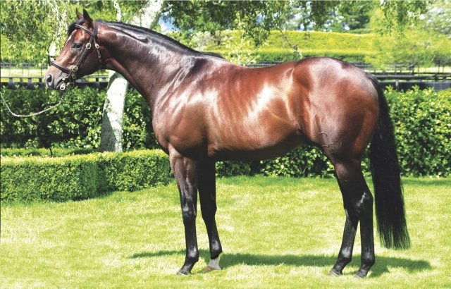 Qld Stallion Pedigrees - Thoroughbred Breeders Queensland Association