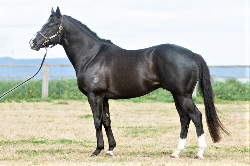Qld Stallion Pedigrees - Thoroughbred Breeders Queensland Association