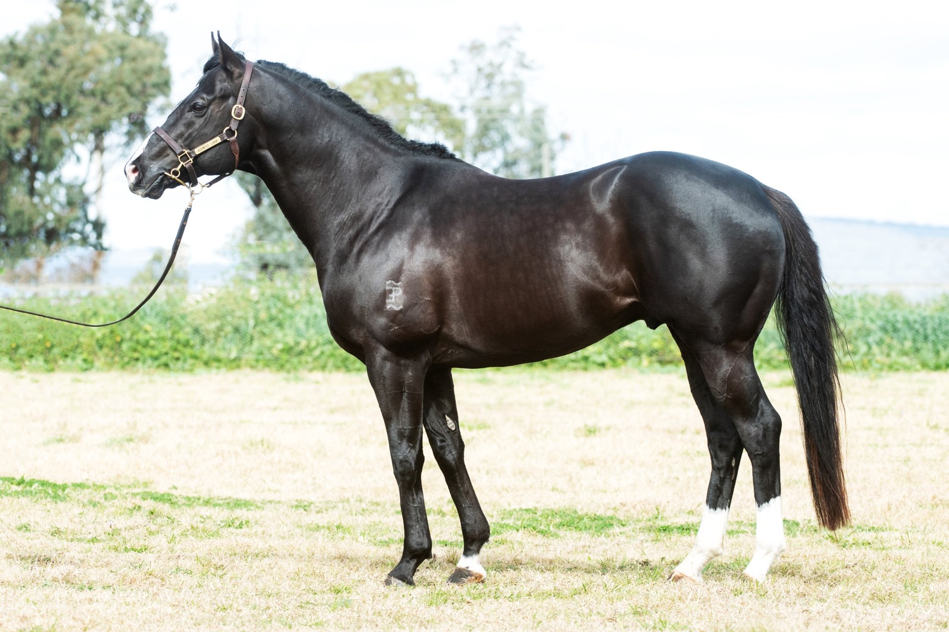 Qld Stallion Pedigrees - Thoroughbred Breeders Queensland Association