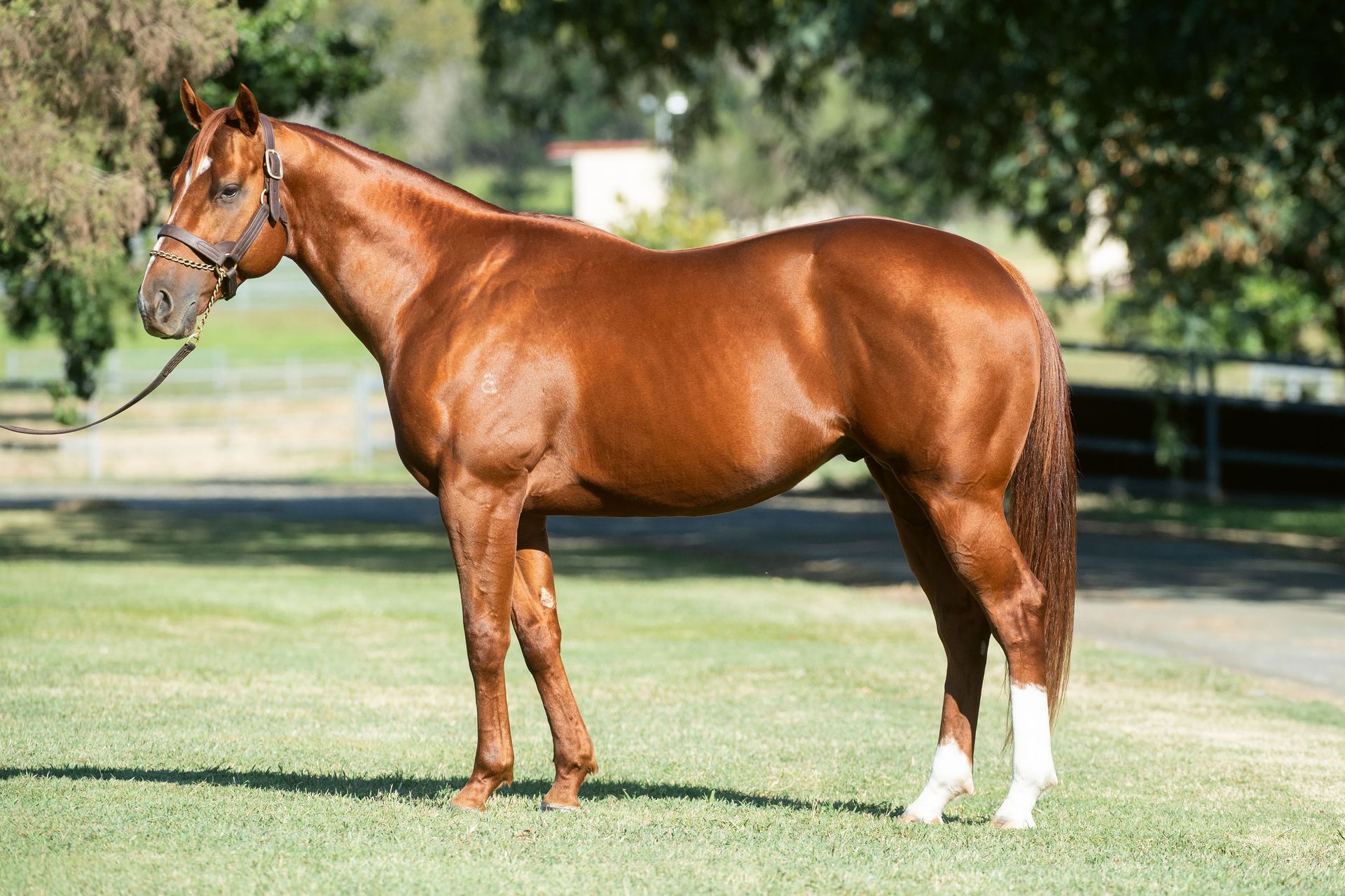 Qld Stallion Pedigrees - Thoroughbred Breeders Queensland Association