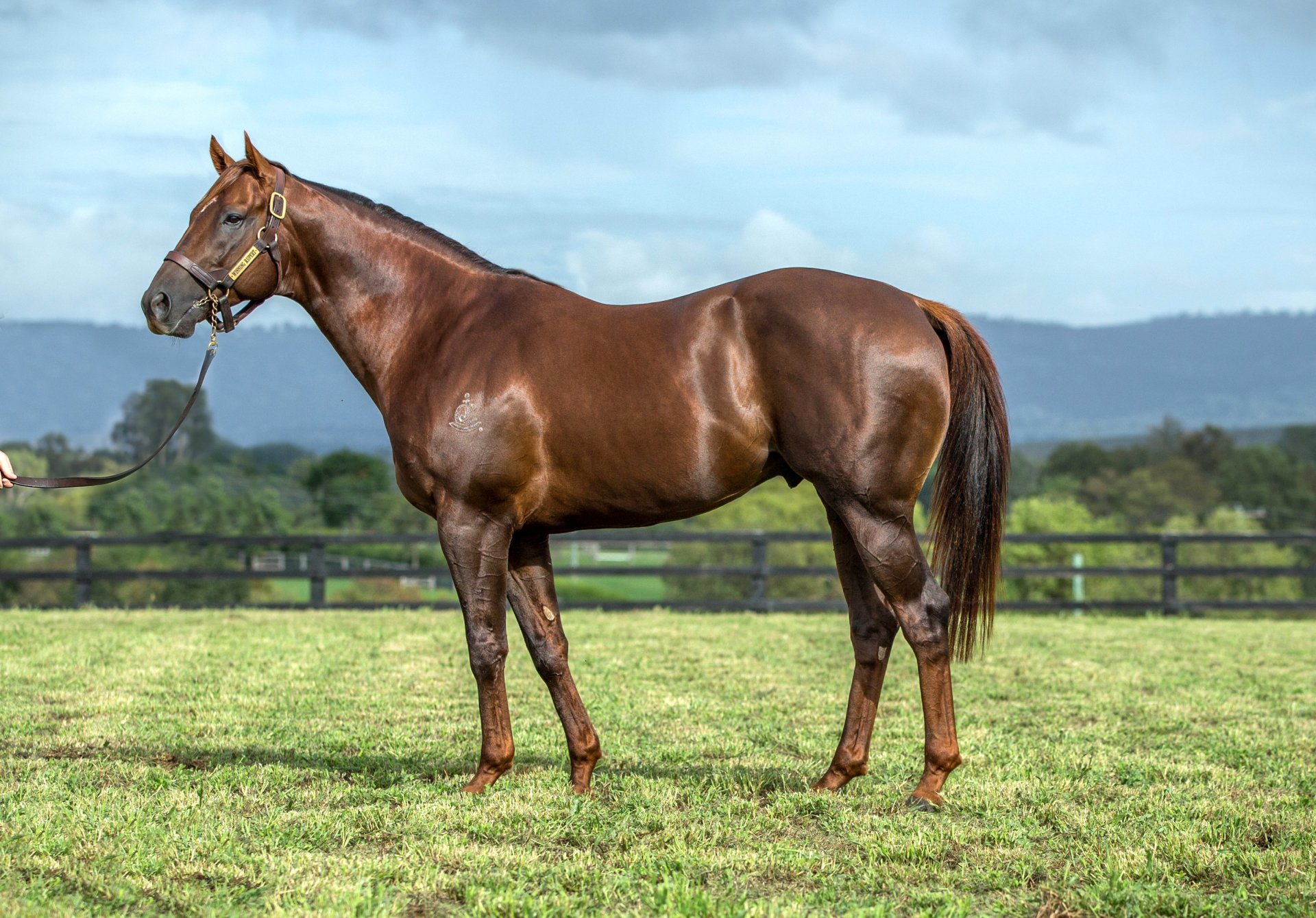 Qld Stallion Pedigrees - Thoroughbred Breeders Queensland Association