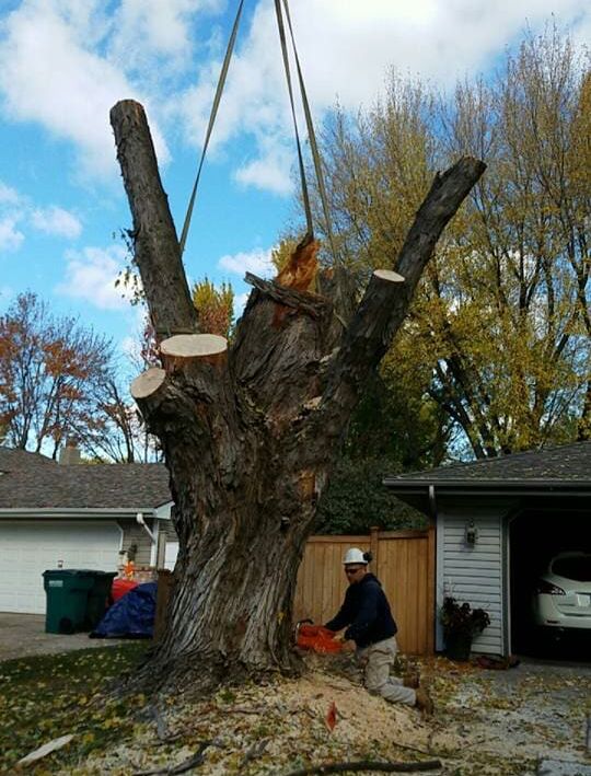 Tree Services- Minneapolis, MN - Central Minnesota Tree Service