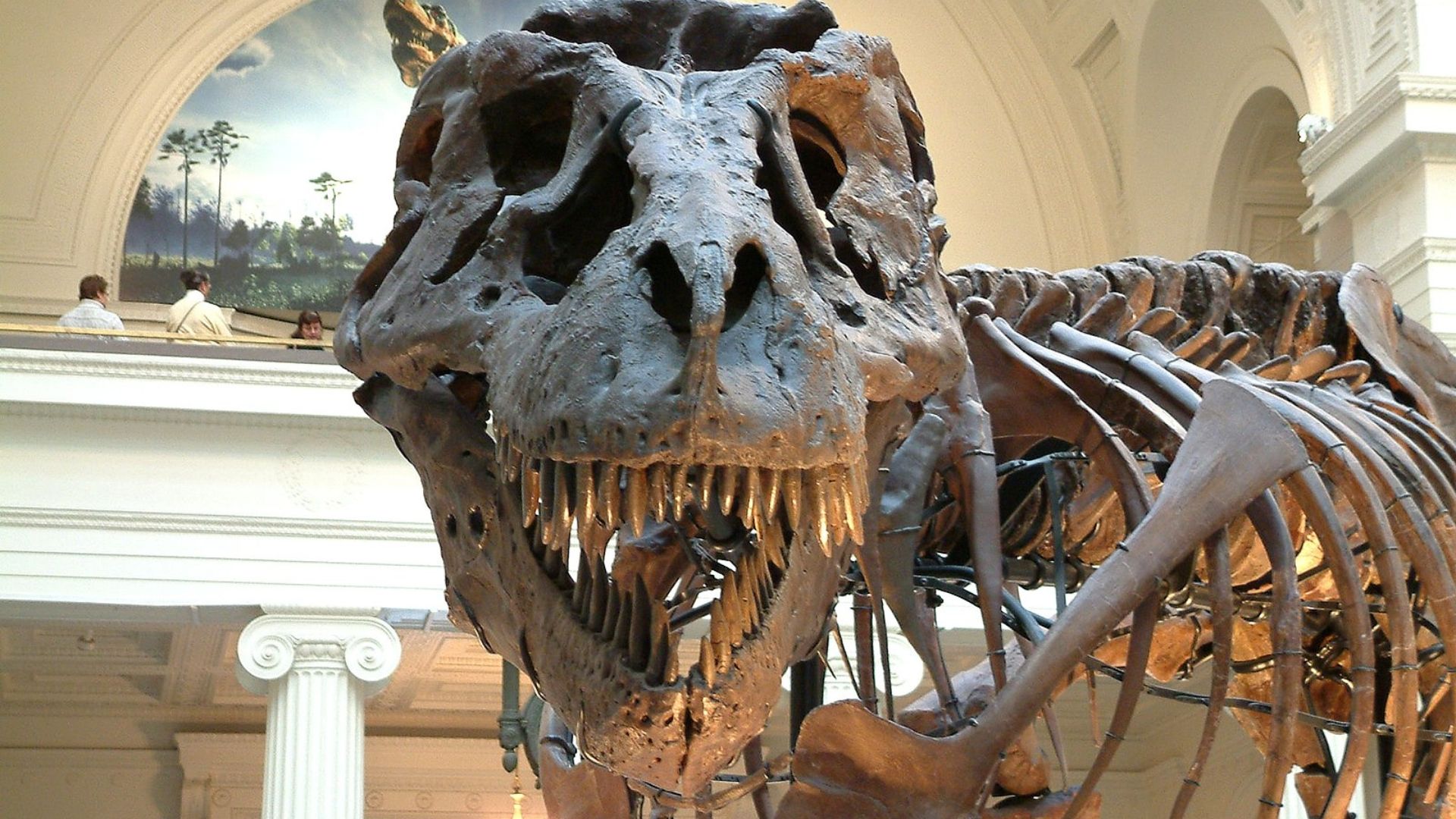 Brachiosaurus Fossil