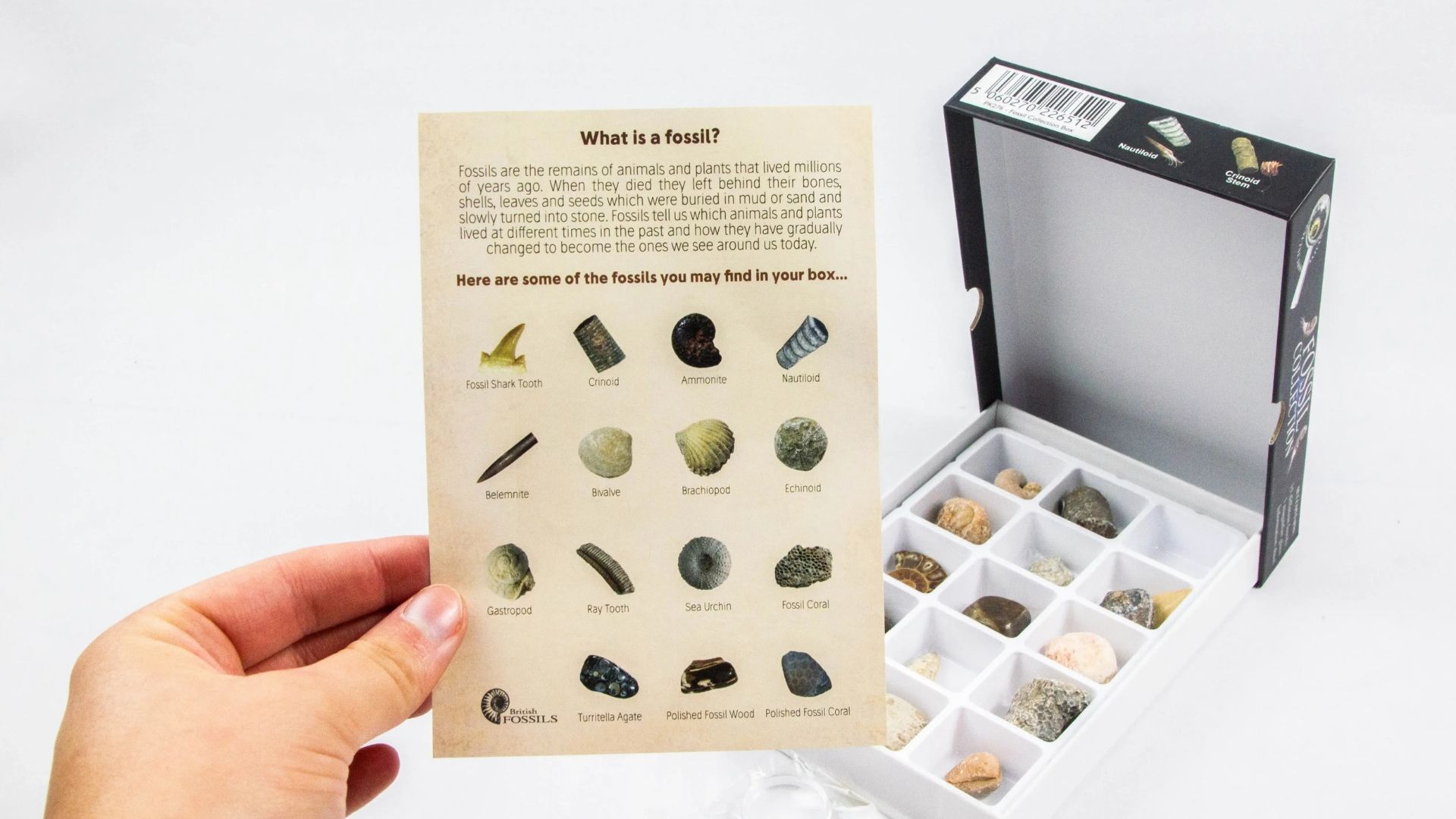 A quick tour of our new online gem and fossil shop