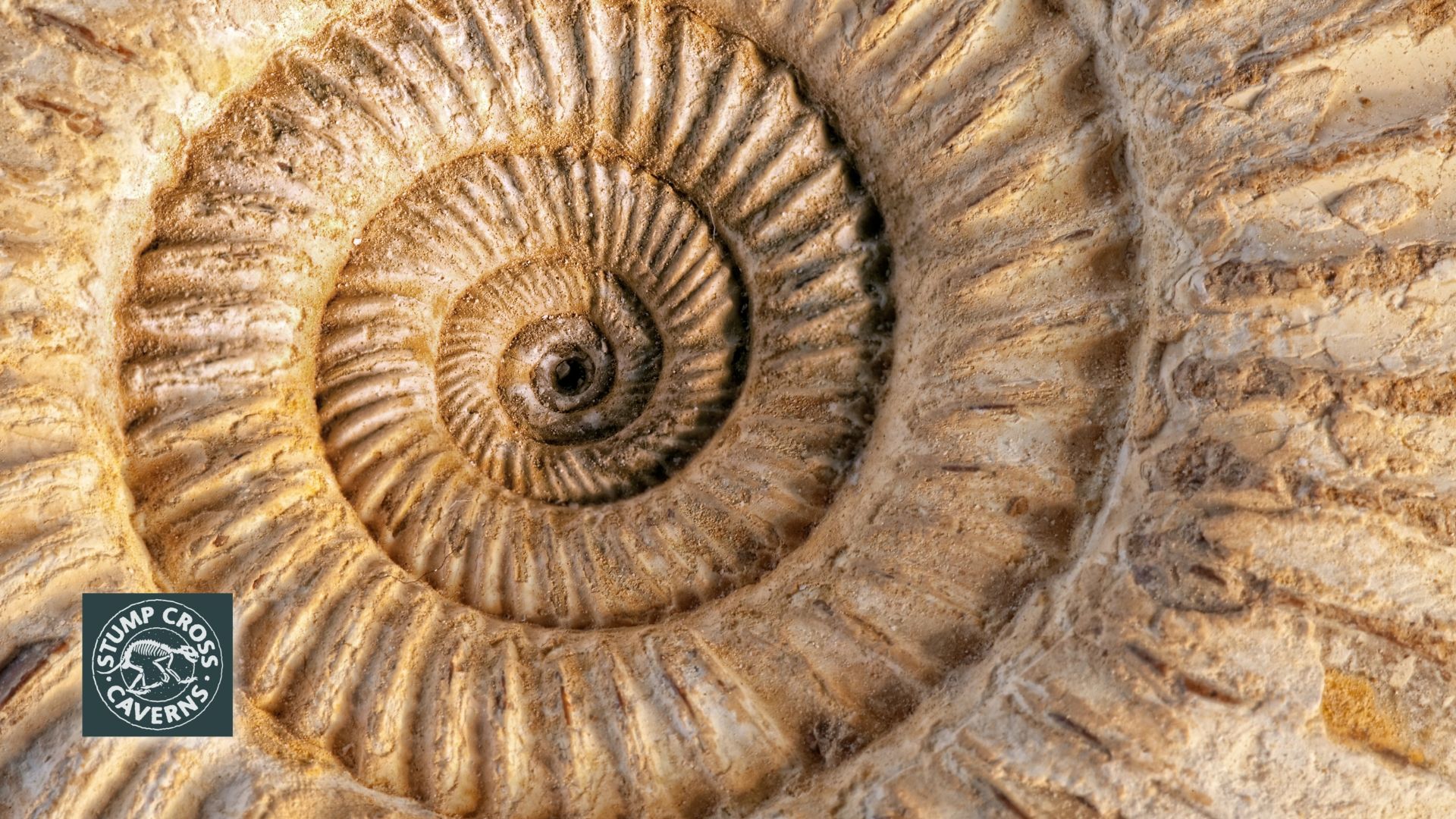 Fossil Hunting For Beginners