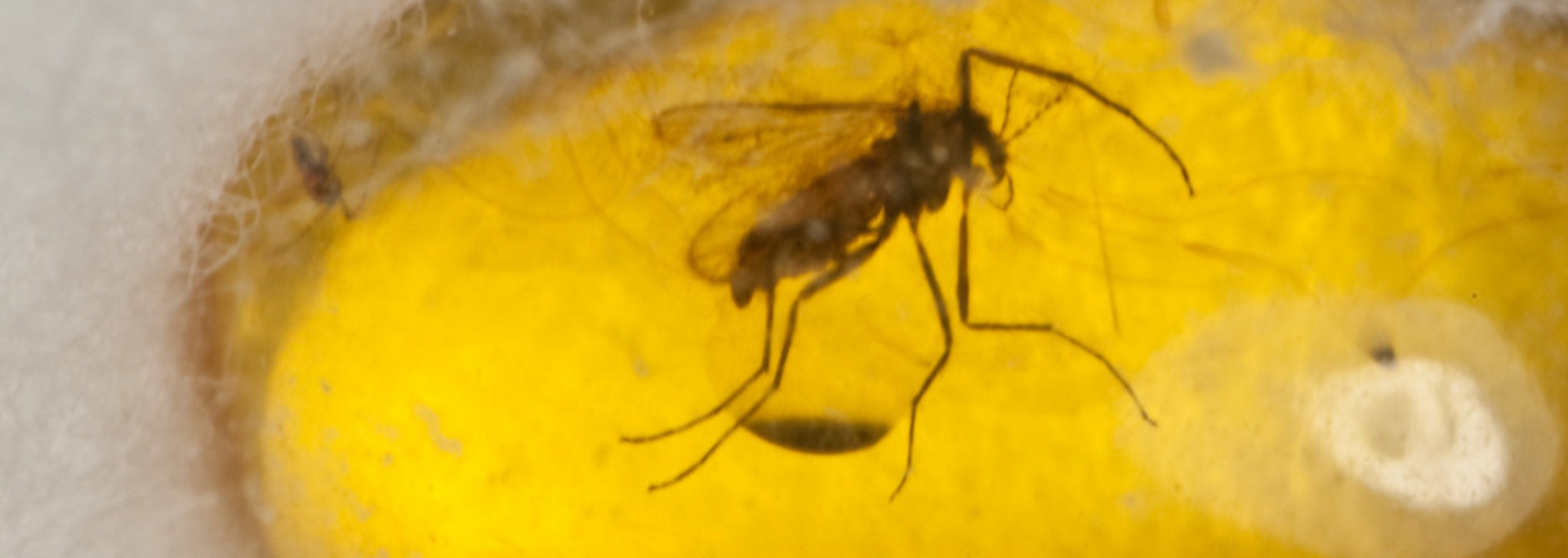The sublime and spooky world of amber