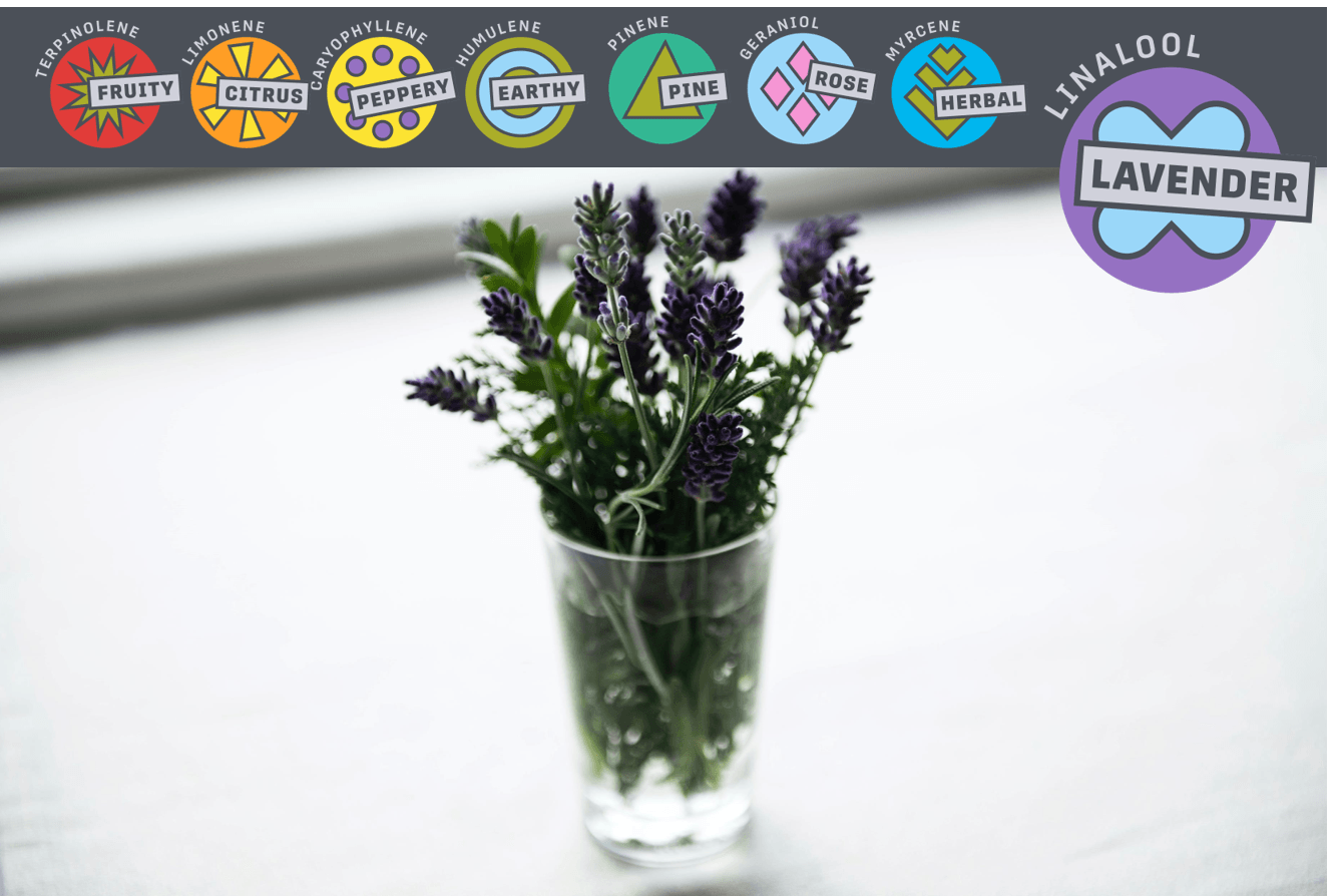Cannabis Terpenes | Terpene Journey Dispensary