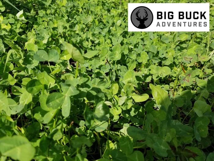 Deer Feed & Food Plots | Big Buck Adventures