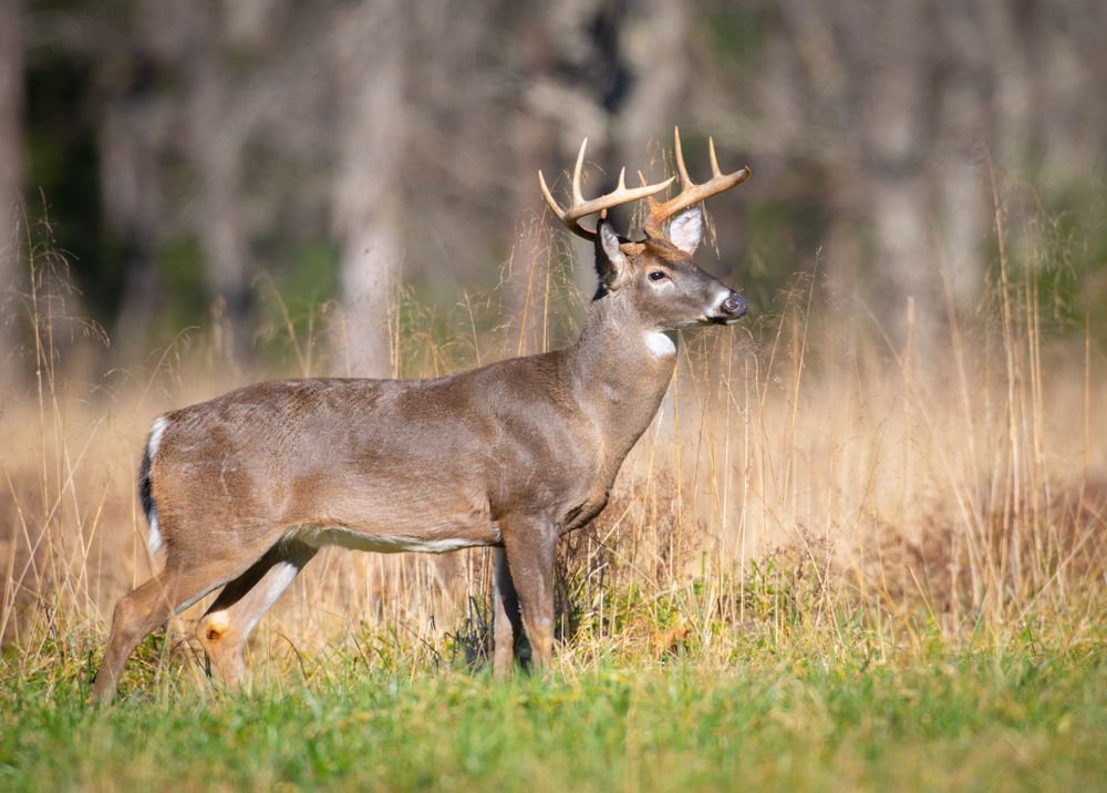 Deer Zones | Big Buck Adventures
