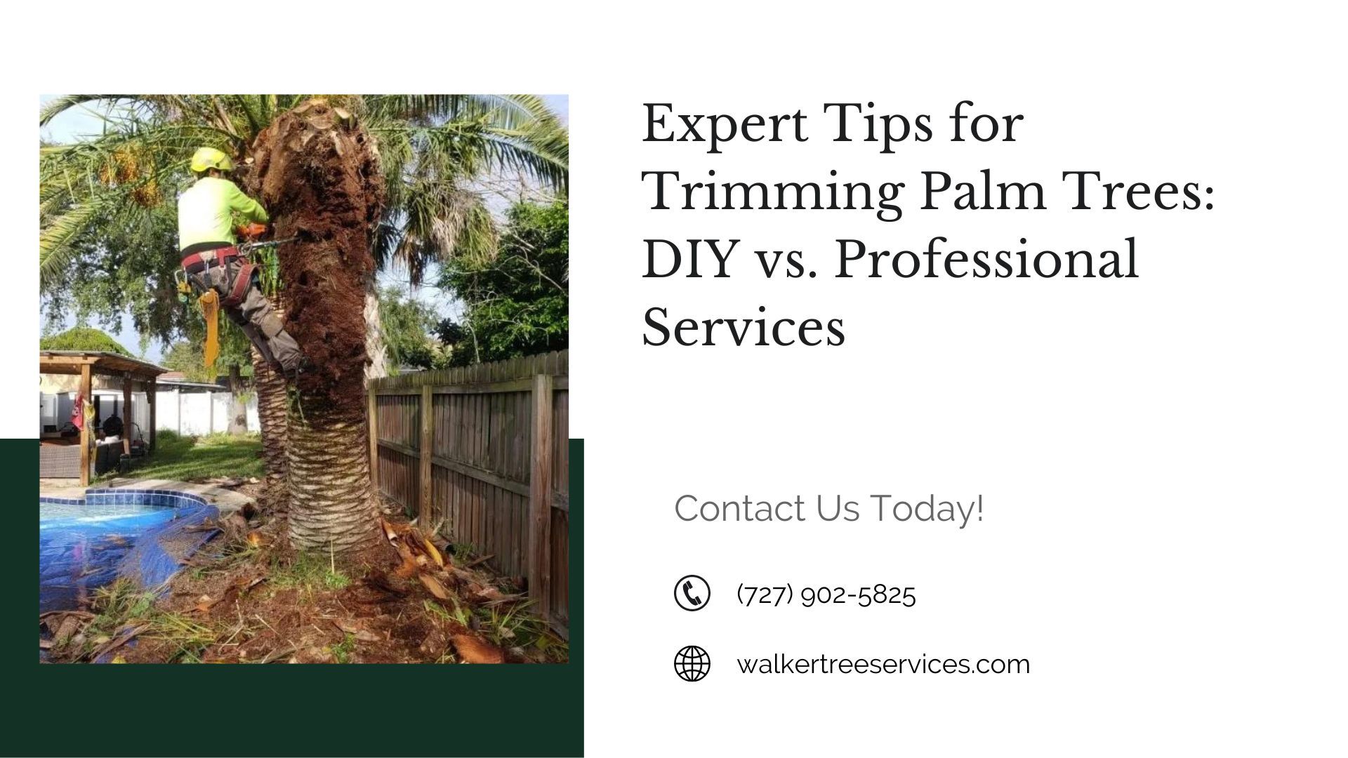 Palm Tree Trimming Before And After