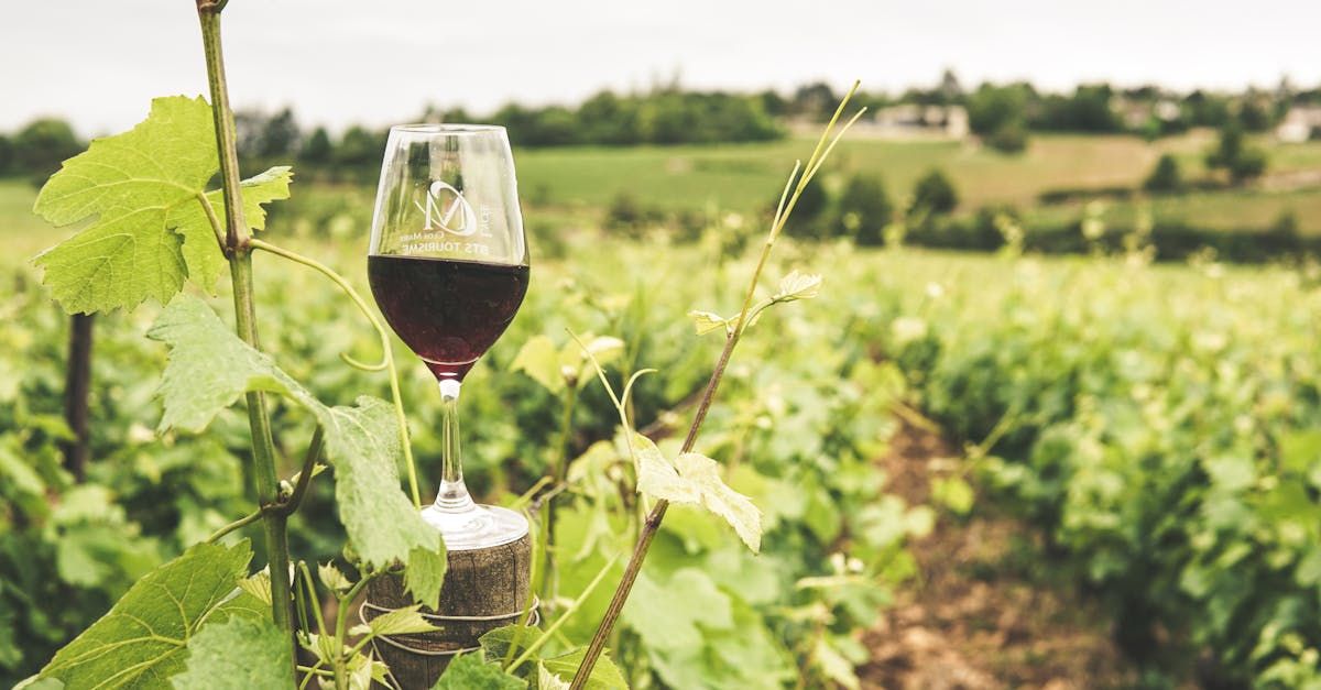 IDEAL GROWING CONDITIONS FOR GROWING WINE GRAPES