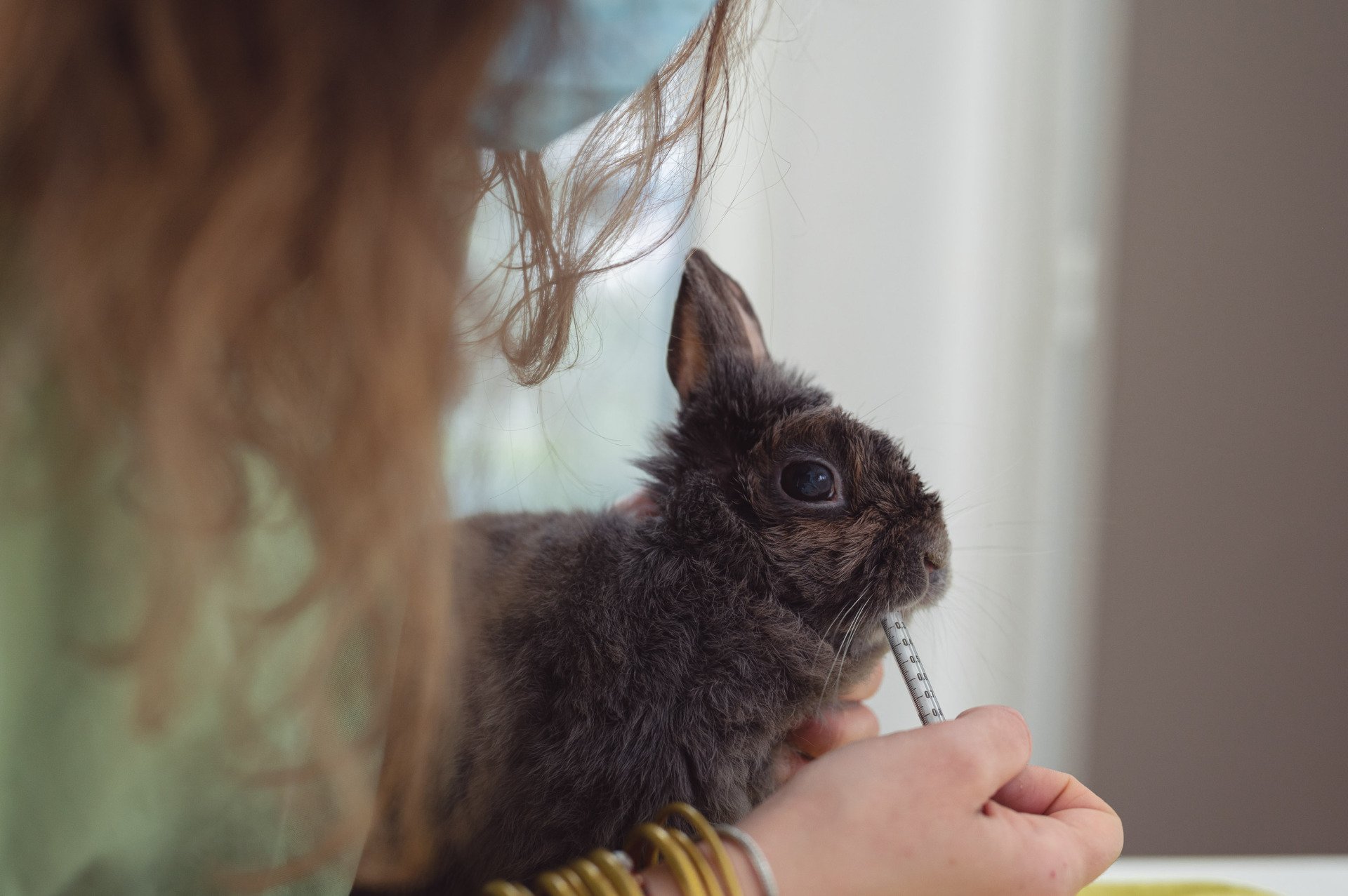 Clinique vétérinaire pour lapin, furet, cobaye, octodons, chinchilla et ...