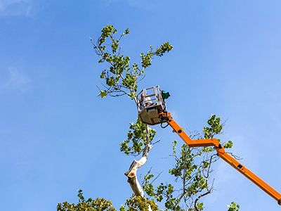 Why Should You Remove Dead Tree Branches?