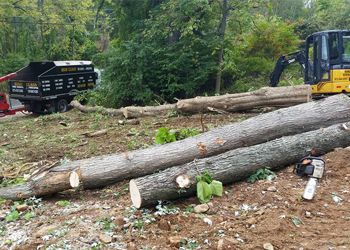 High Class Tree Service | Succasunna, NJ