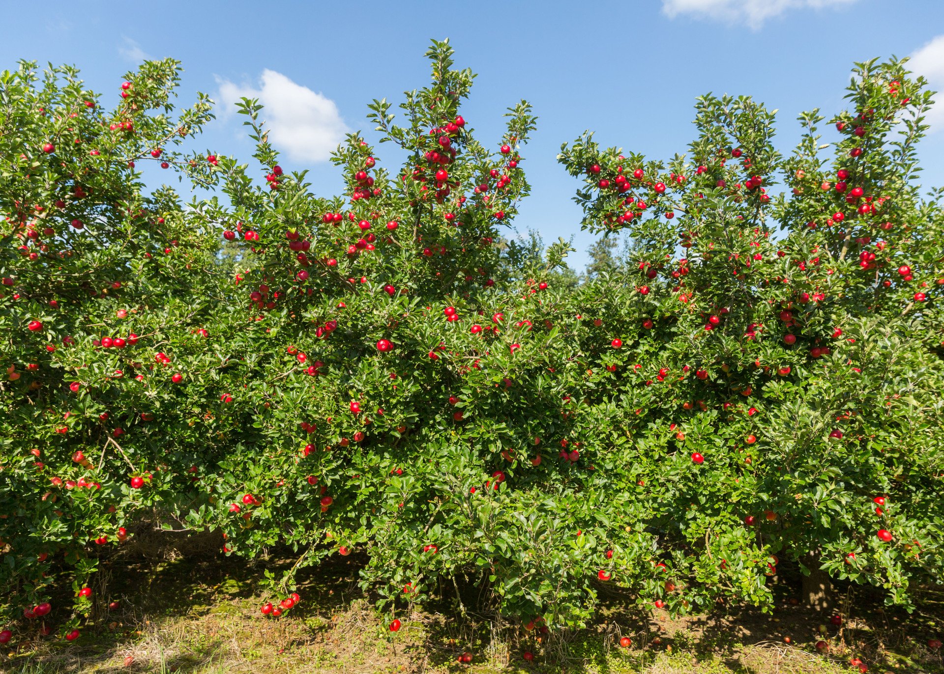 Hayles Fruit Farm | Pick your own winchcombe | cotswolds