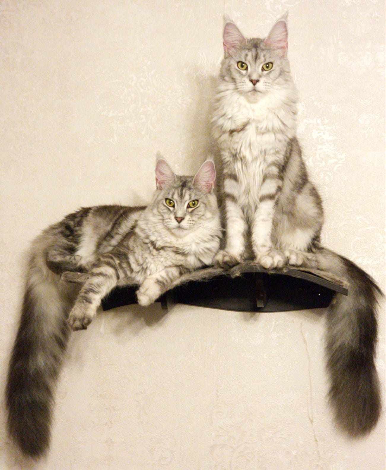 Maine Coon Cats | Fluffy Lu