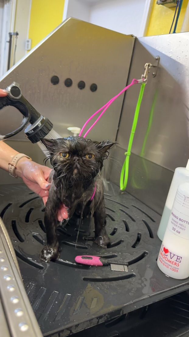 Pet Grooming | Pretty Paws Pet Spa & Boutique | Sulphur, LA
