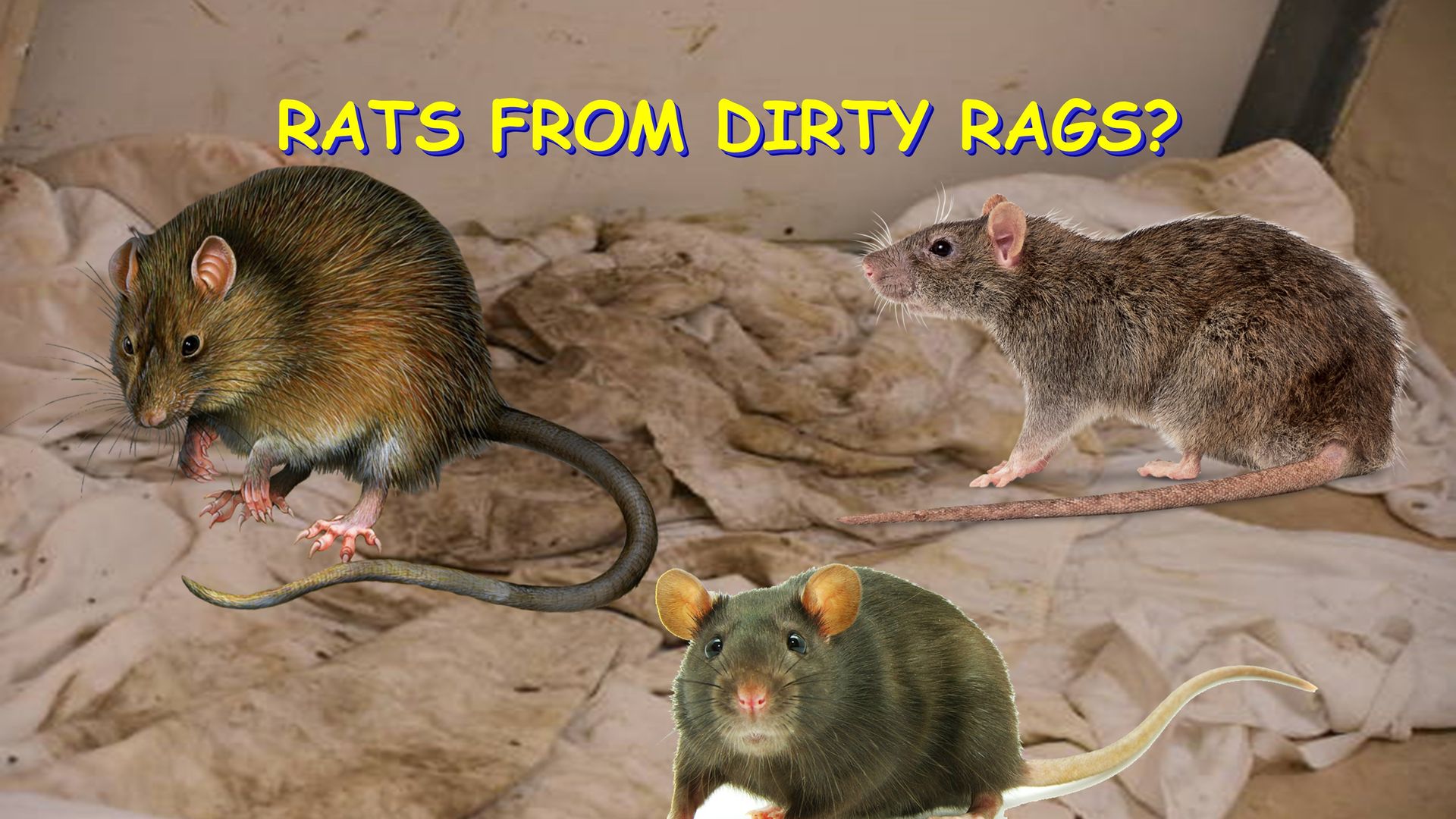FROM RAGS TO RATS!