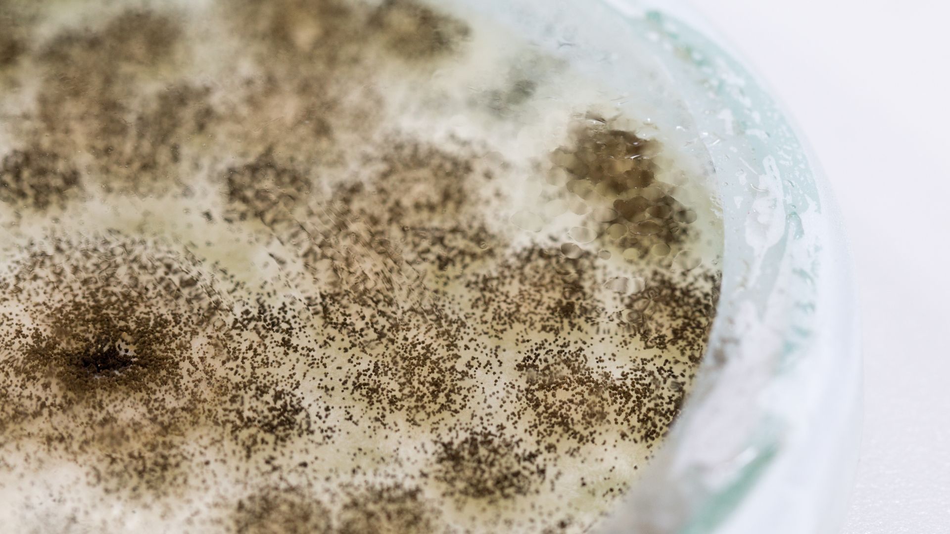 Mold Inspections | Mold Free Maine