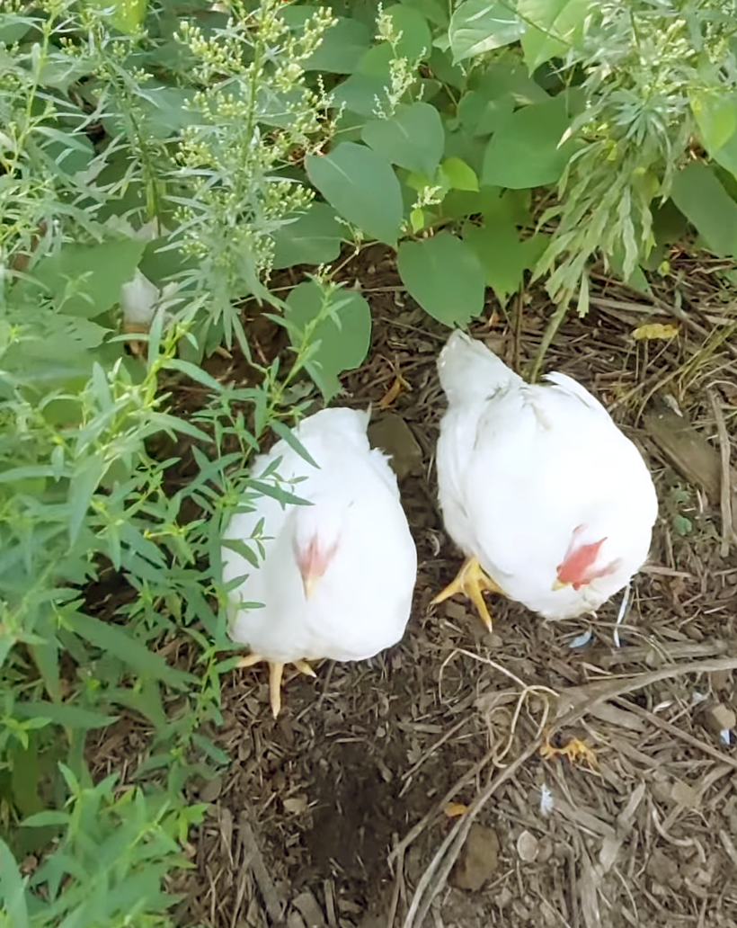 Wild-Simulated Local Grown Meat | The Stead Farm | Barkhamstead CT