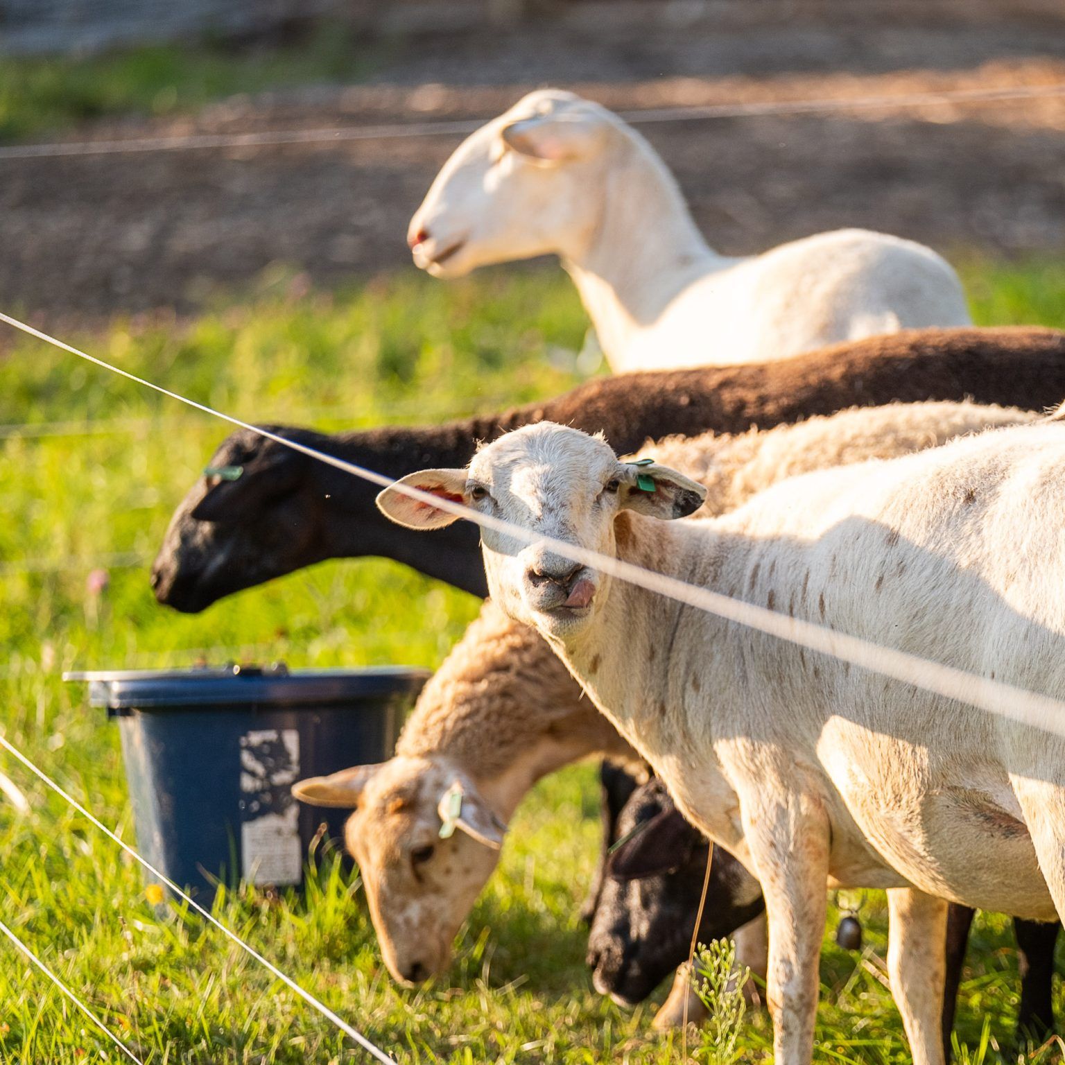 Wild-Simulated Local Grown Meat | The Stead Farm | Barkhamstead CT