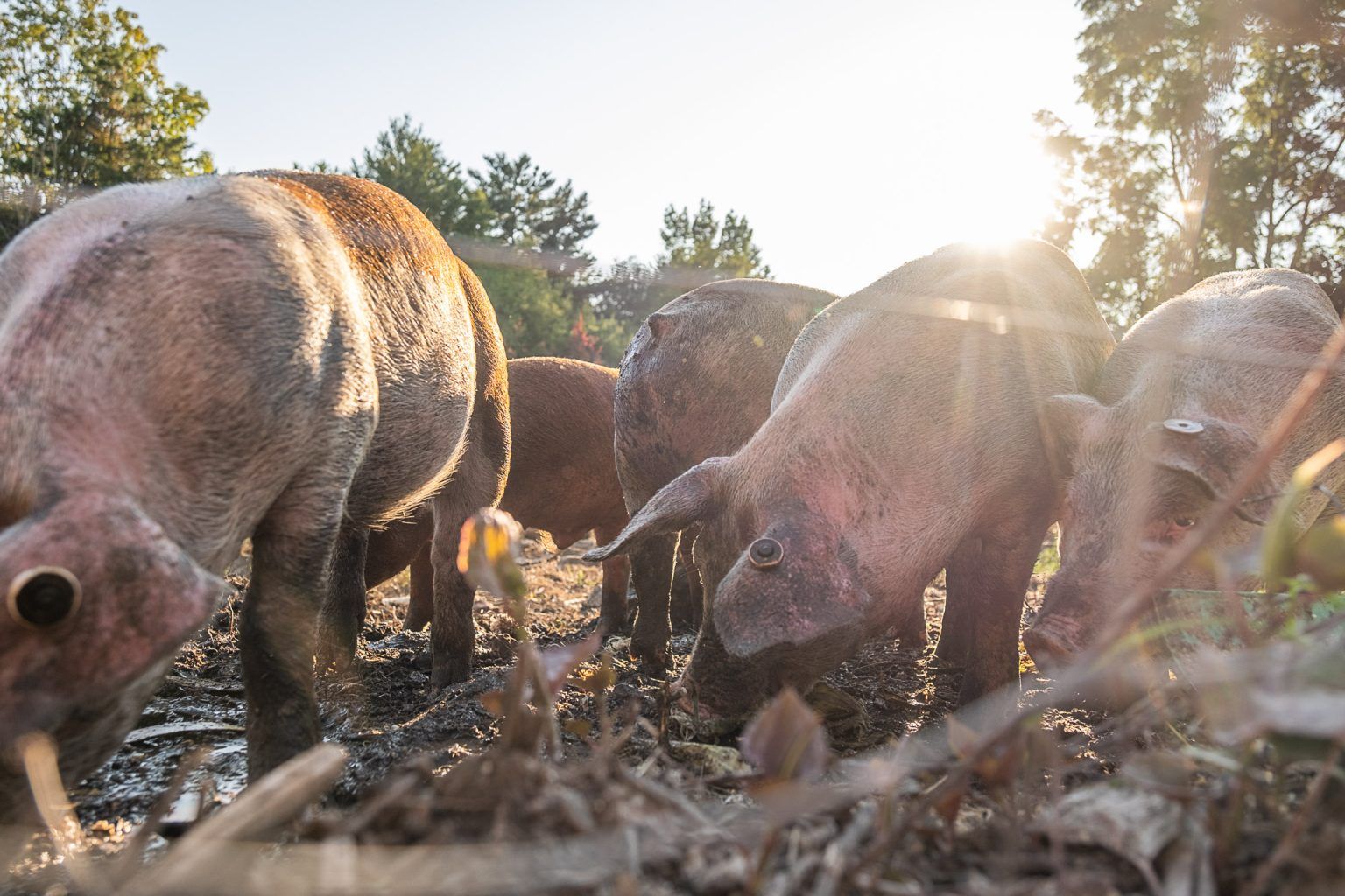 Wild-Simulated Local Grown Meat | The Stead Farm | Barkhamstead CT