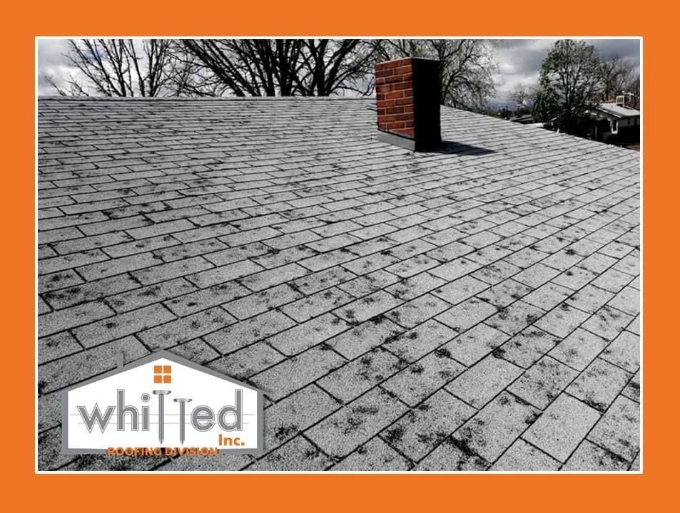 Gallery | Vero, Winter Park, Sanford & Ocala, FL | Whitted Inc.