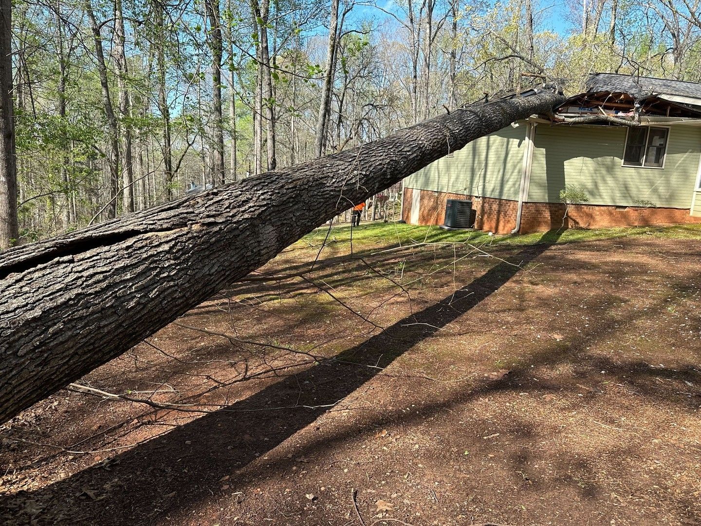 Tree Services in South Metro Atlanta | 770-TREE-GUY