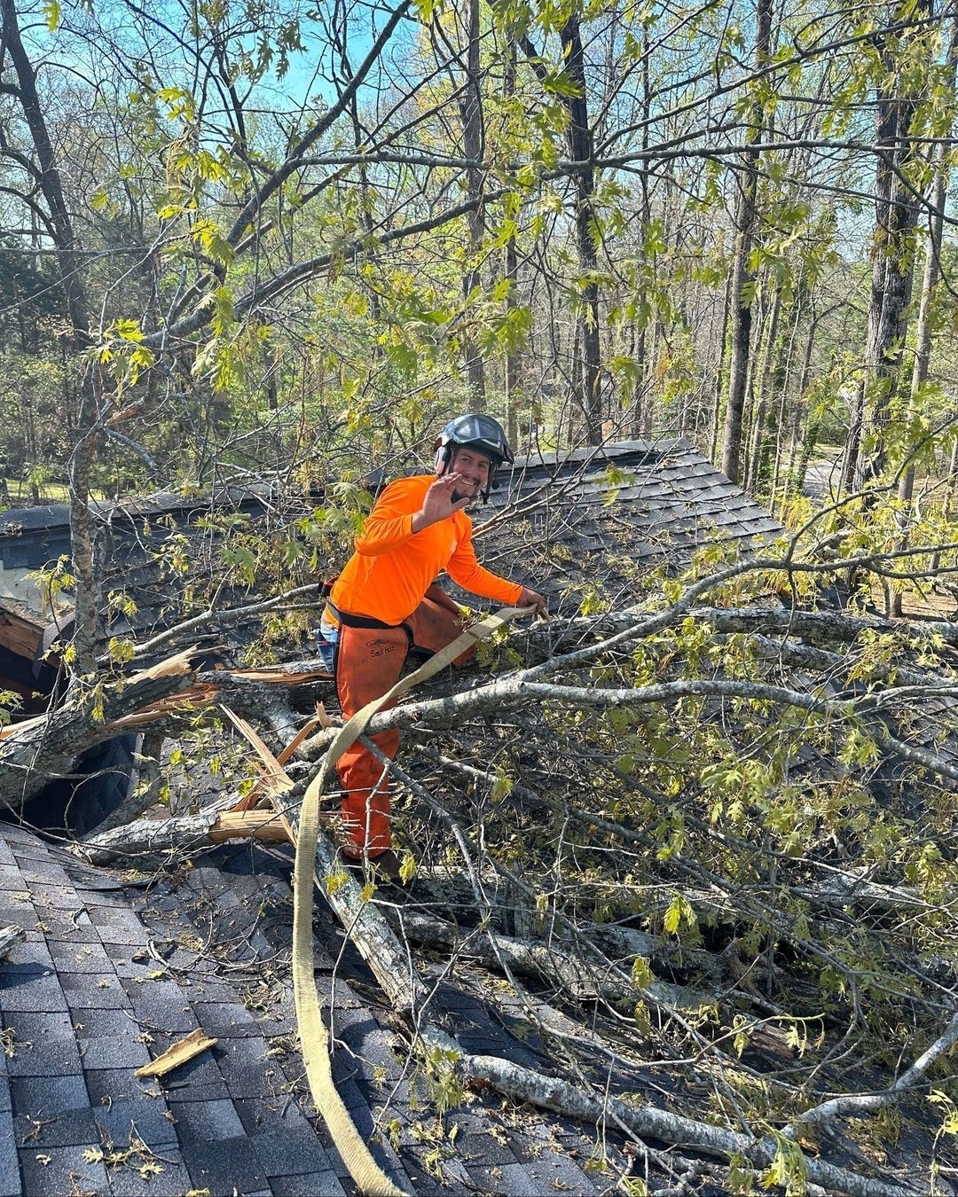 Tree Services in South Metro Atlanta | 770-TREE-GUY