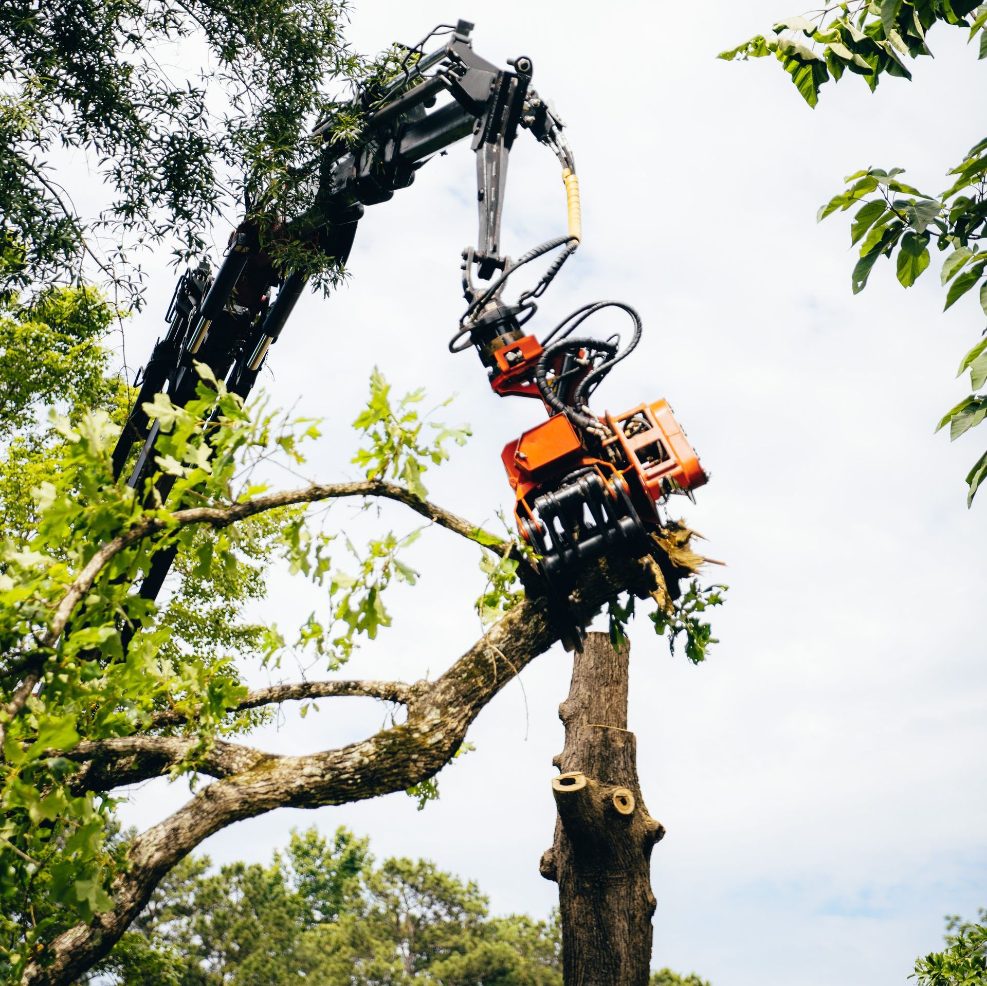 Tree Removal in Atlanta, GA | 770-Tree-Guy