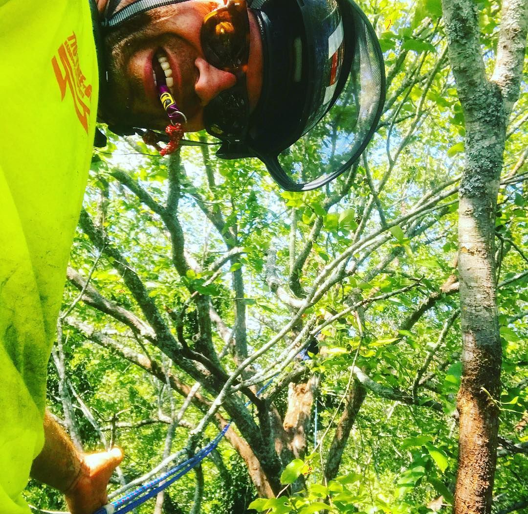 Arborist Services in South Metro Atlanta | 770-TREE-GUY