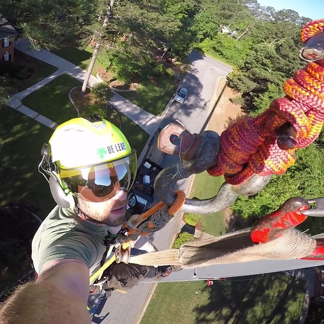 Arborist Services in South Metro Atlanta | 770-TREE-GUY