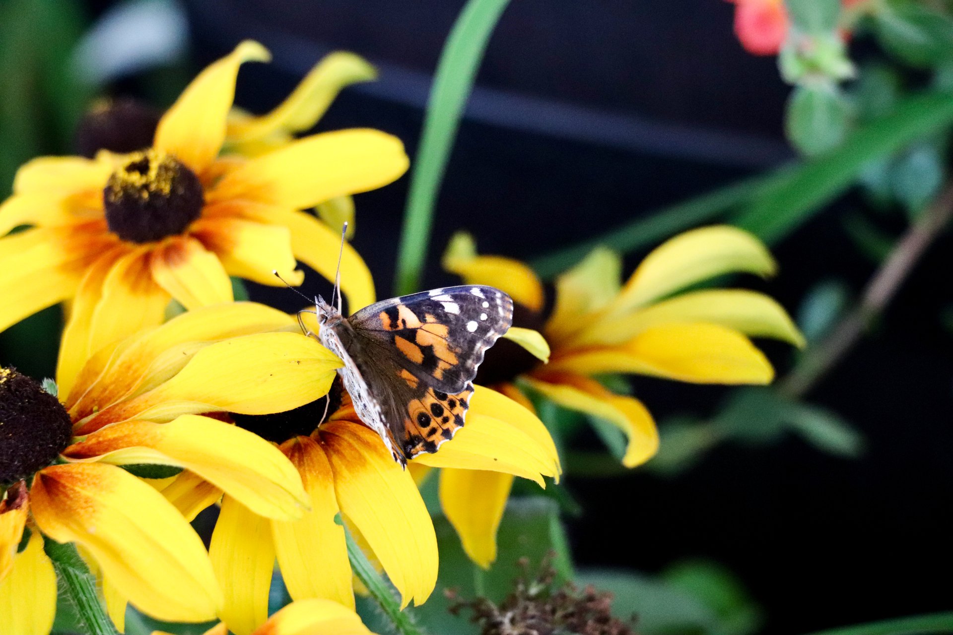 Butterfly Release