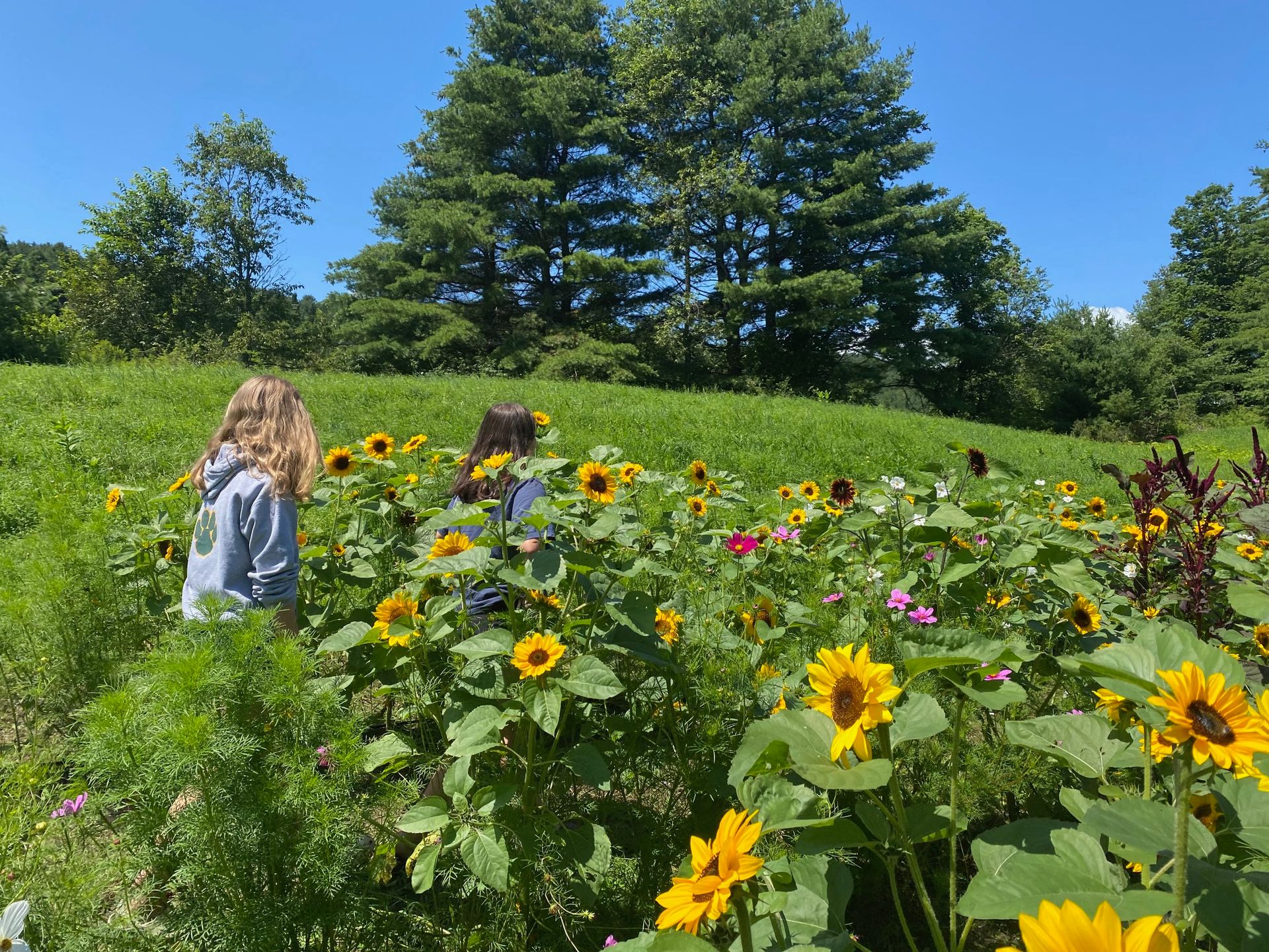 Hoolie Flats Farm | Flower Maze in East Calais, VT